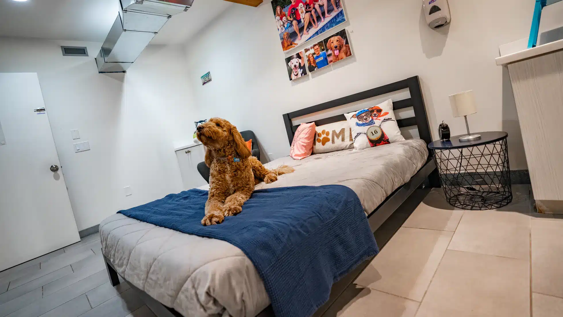 D Pet Hotel Encino